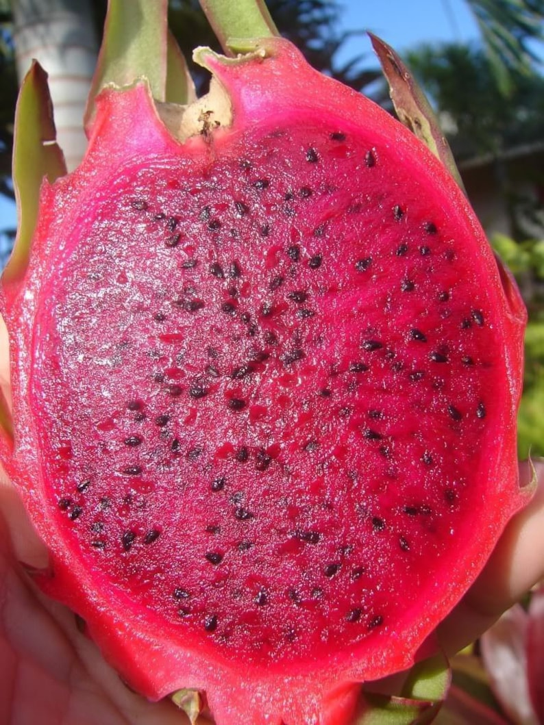 Dragon Fruit Cuttings Dragonfruit Cuttings - Etsy