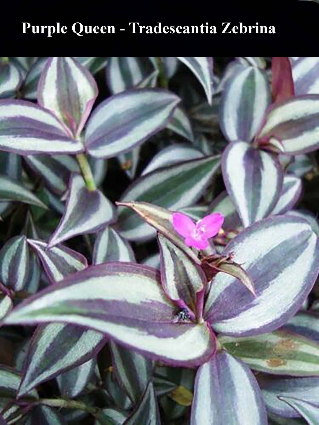 3 Rooted Variegated Purple Queen Plants Tradescantia Zebrina - Etsy Canada