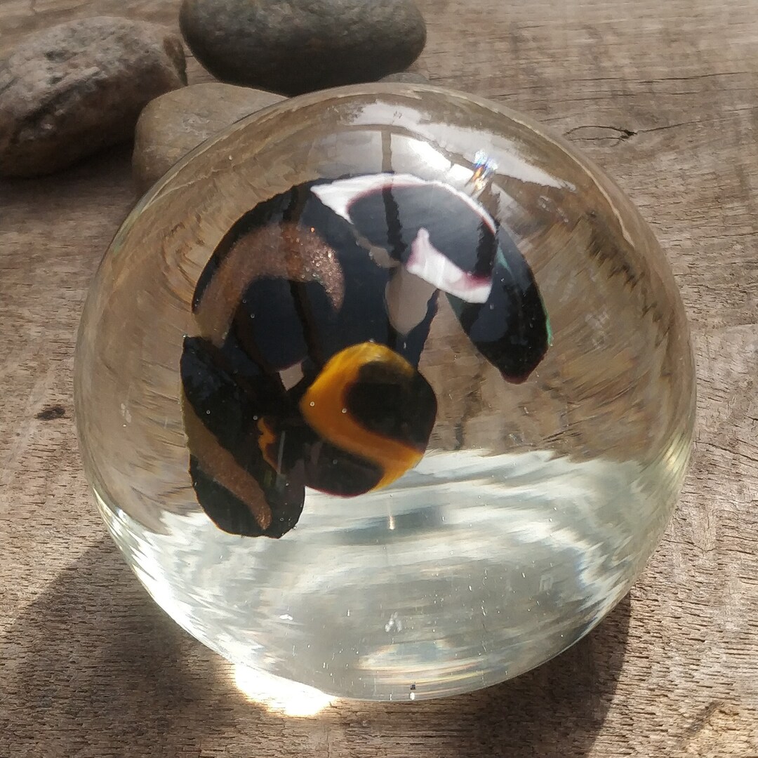 Archimede Seguso Paperweight 1 - Etsy