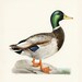 Vintage Mallard Print Antique Duck Poster Old Nature Posters Farmhouse ...