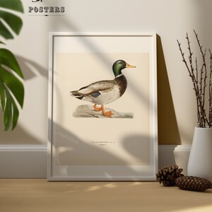 Vintage Mallard Print Antique Duck Poster Old Nature Posters Farmhouse ...