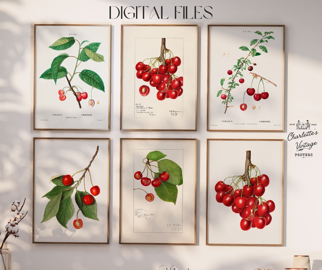 Vintage Cherry Prints | 6 Vintage Printables | Printable Wall Art | Botanical Vintage Prints ...