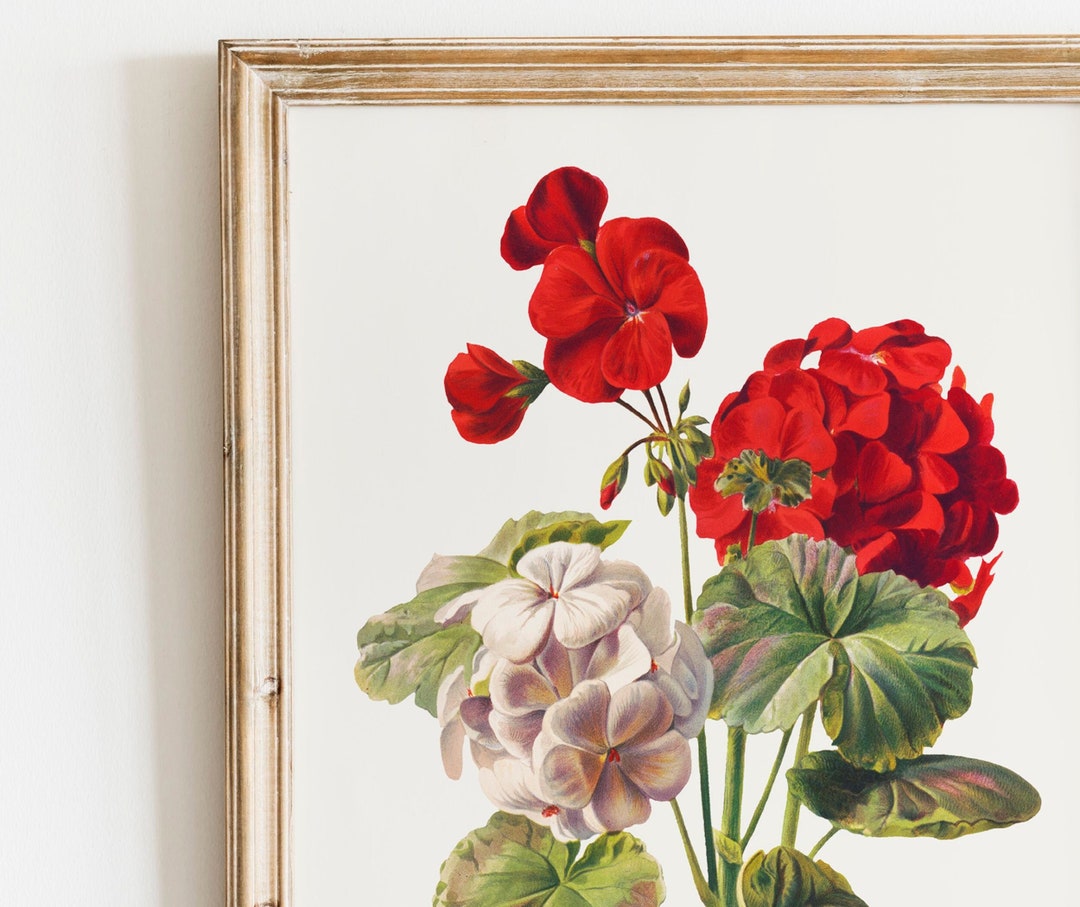Vintage Geranium Poster | Antique Botanical Illustration Giclee Print ...