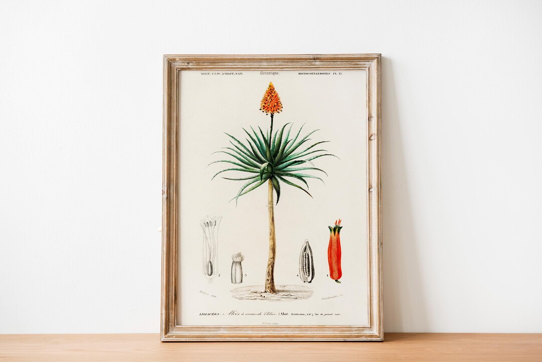Antique Aloe Vera Plant Poster | Old Botanical Illustration | Botanique ...