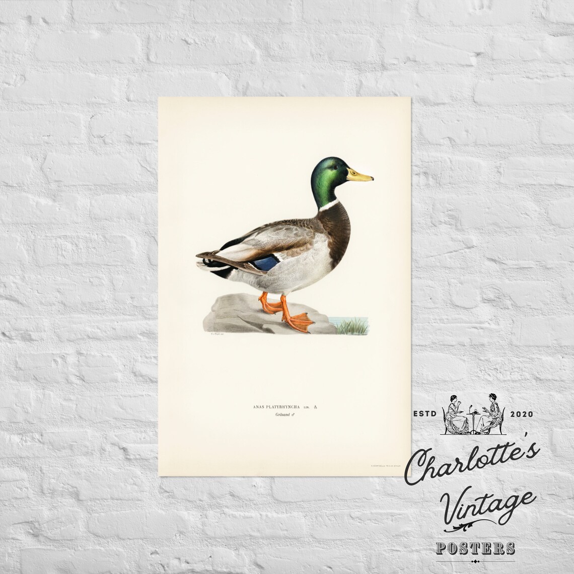 Vintage Mallard Print Antique Duck Poster Old Nature - Etsy