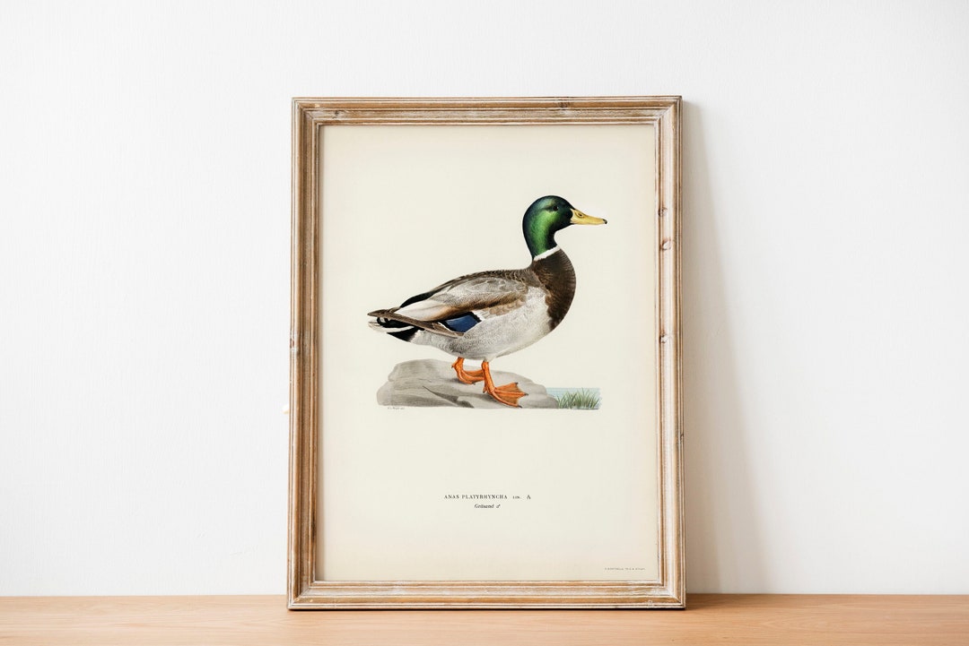 Vintage Mallard Print | Antique Duck Poster | Old Nature Posters ...