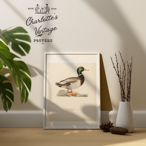 Vintage Mallard Print Antique Duck Poster Old Nature - Etsy