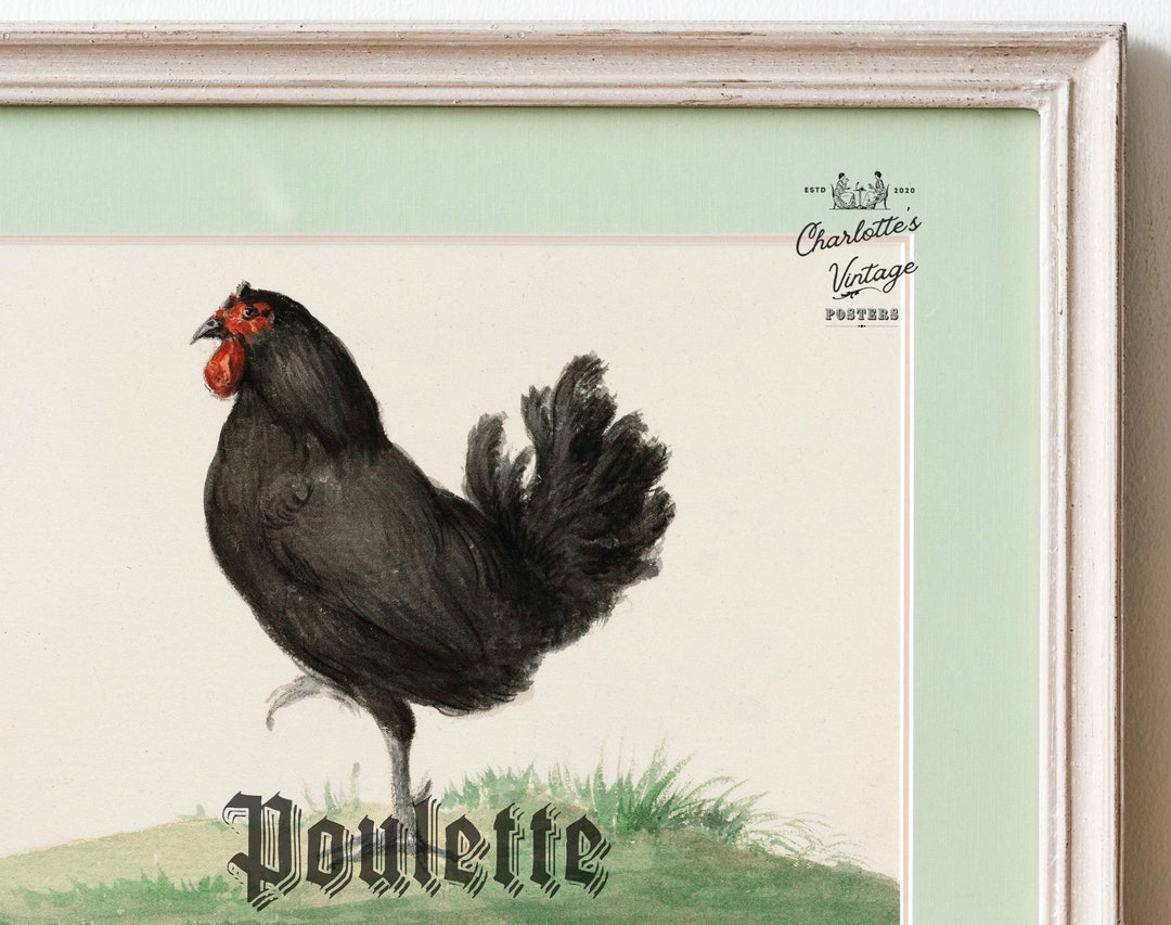 Vintage Chicken Portrait | Chicken Poster | Vintage Chicken ...