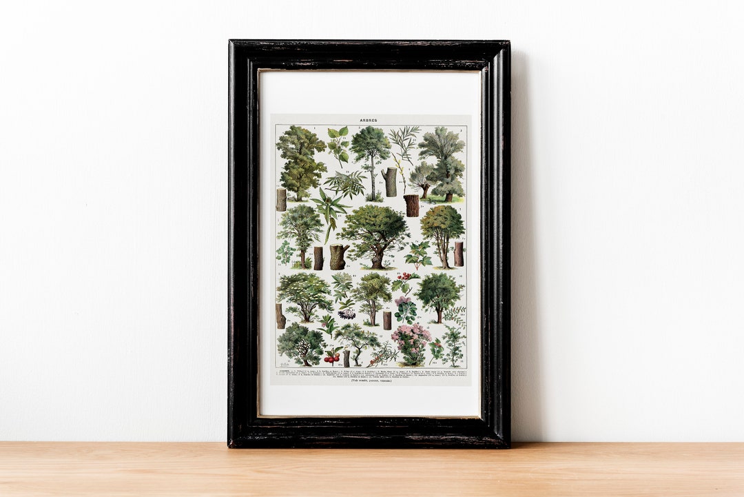 Vintage Tree Poster Old Botanical Print Trees Tree Varieties Antique ...