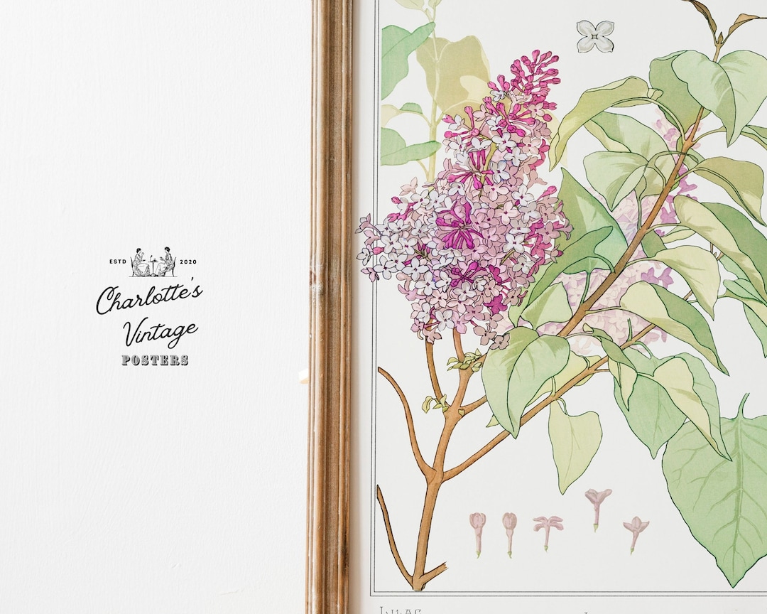 Lilac Poster | Spring Flowers Poster | Vintage Botanical Print ...