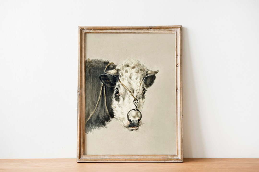 Vintage Cow Poster | Cow Drawing Print | Cow Poster | Antique Animal ...