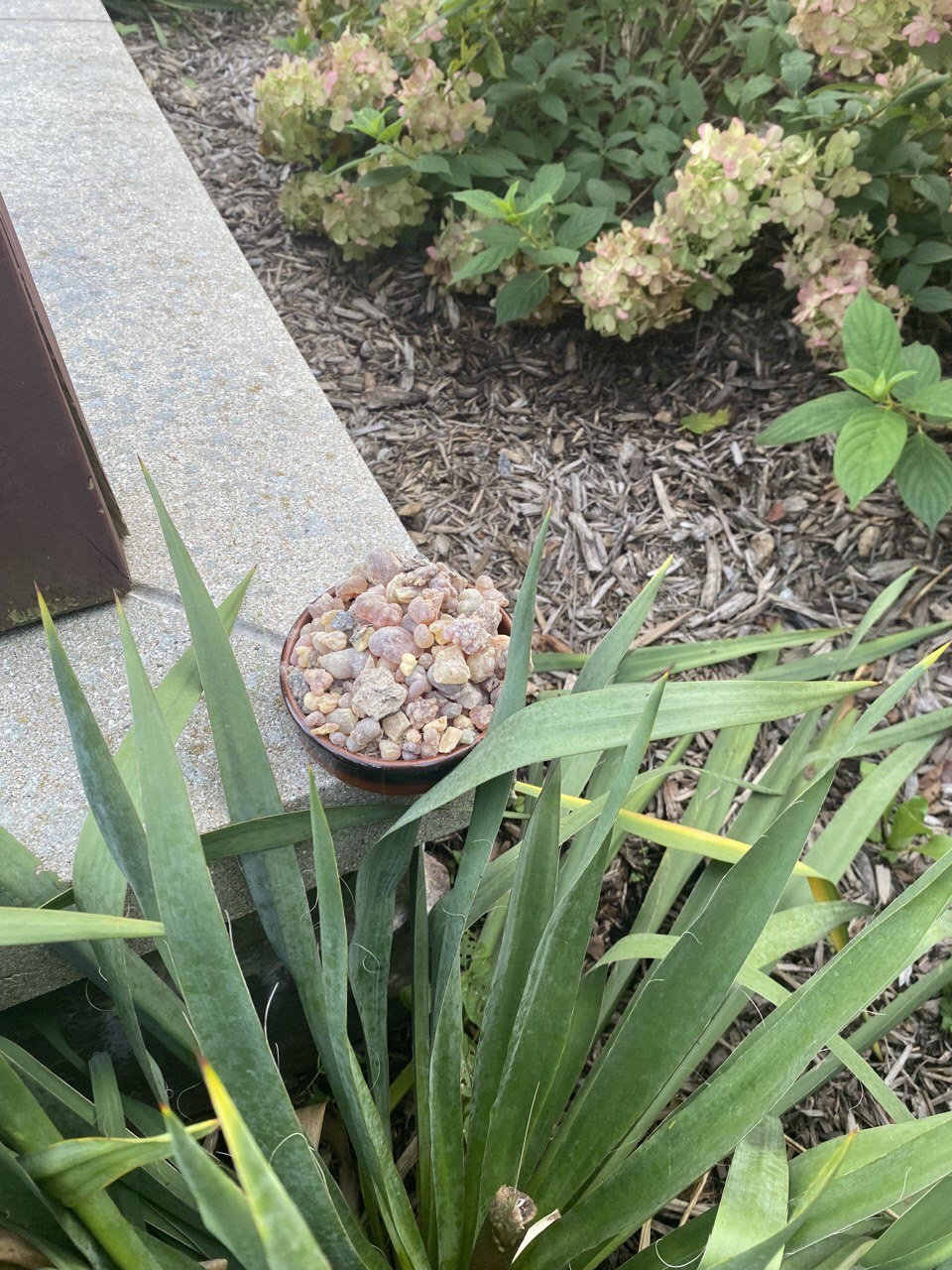 AUTHENTIC AFRICAN Frankincense/oliban/olibanum Incense,barkhanté From ...