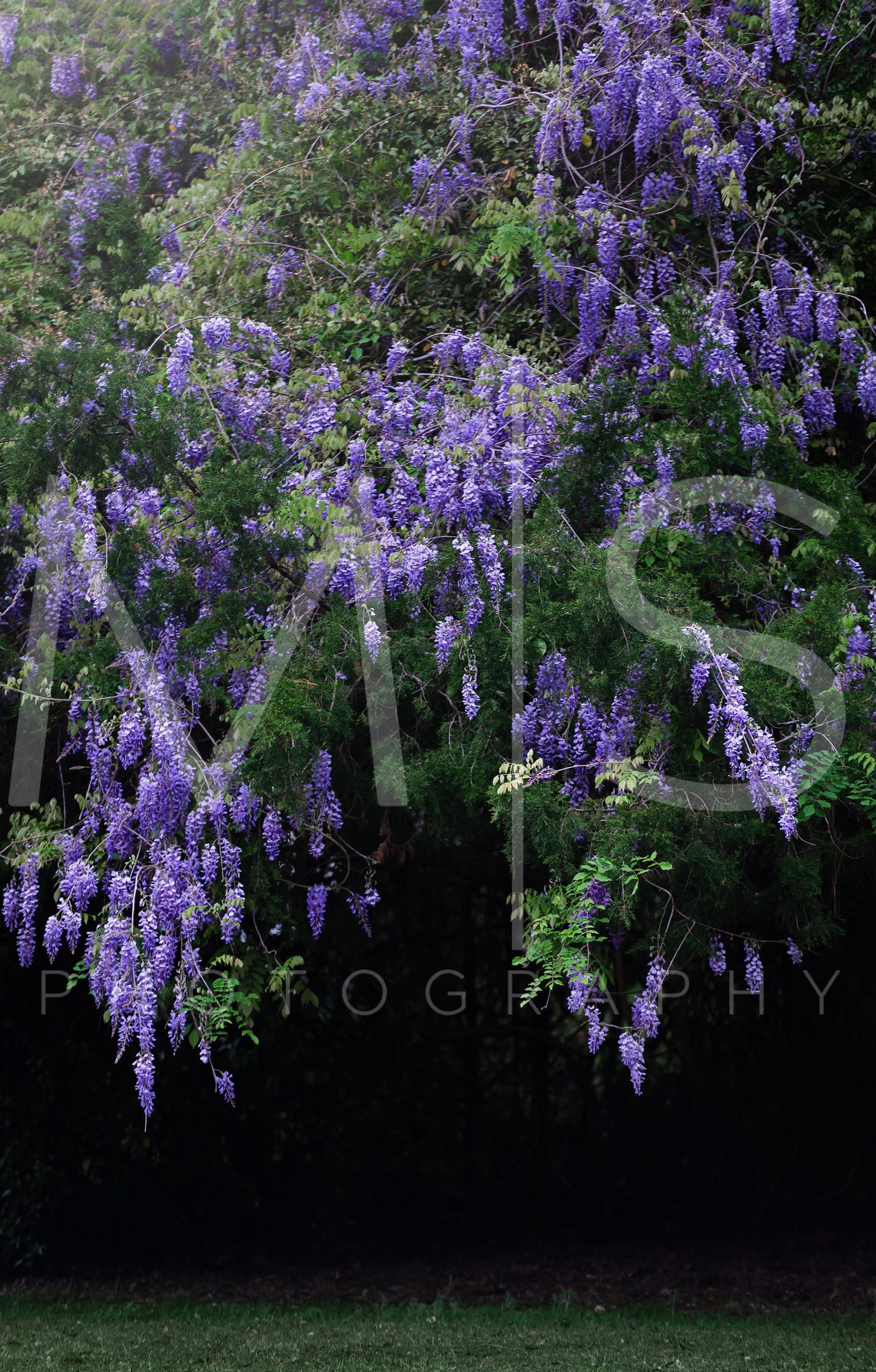 5 Pack Purple Wisteria Flower Vines Digital Floral Vines Background ...