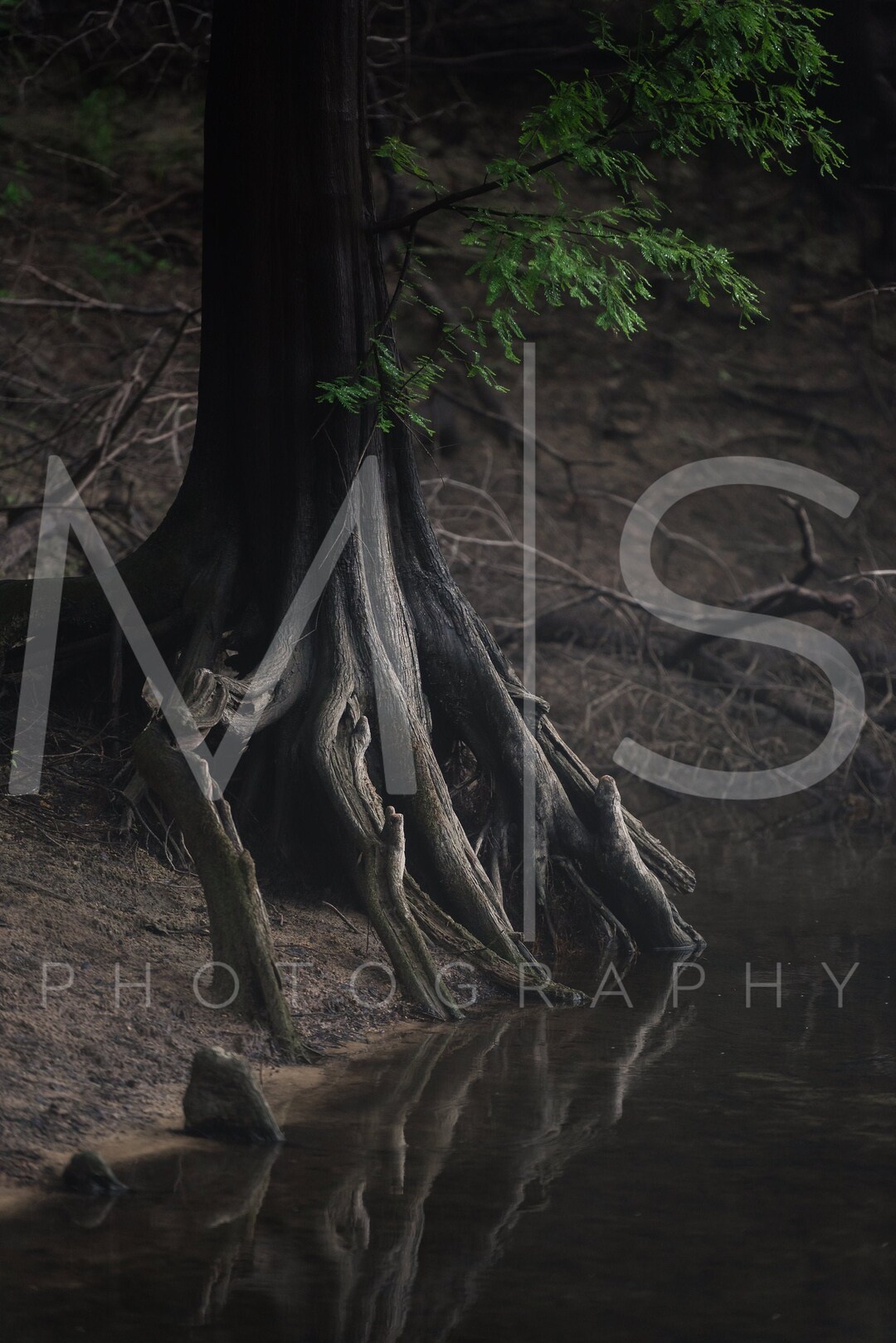 Lakeside Misty Cypress Tree Digital Background Scenic Water Tree ...