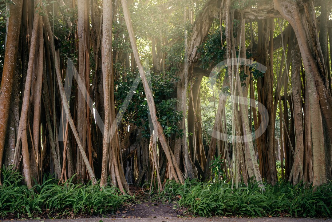 3 Tree Backgrounds Mystical Banyan Tree Glen Digital Background ...