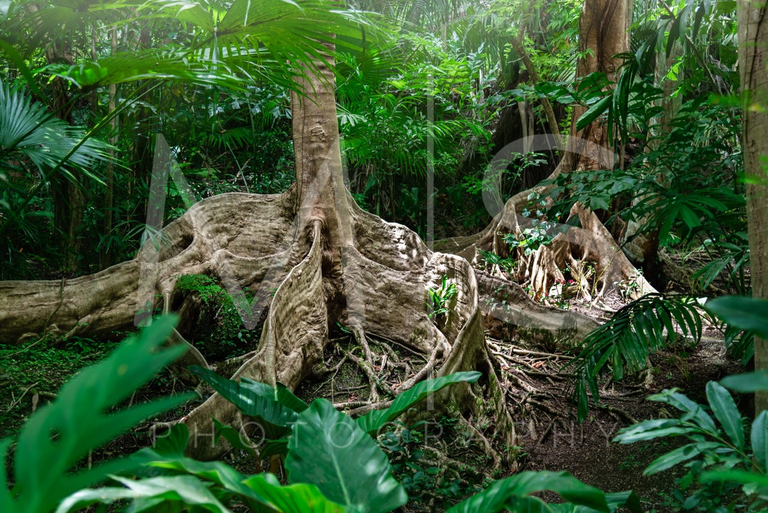 Wavy/buttress Root Rainforest Trees Digital Background/backdrop ...
