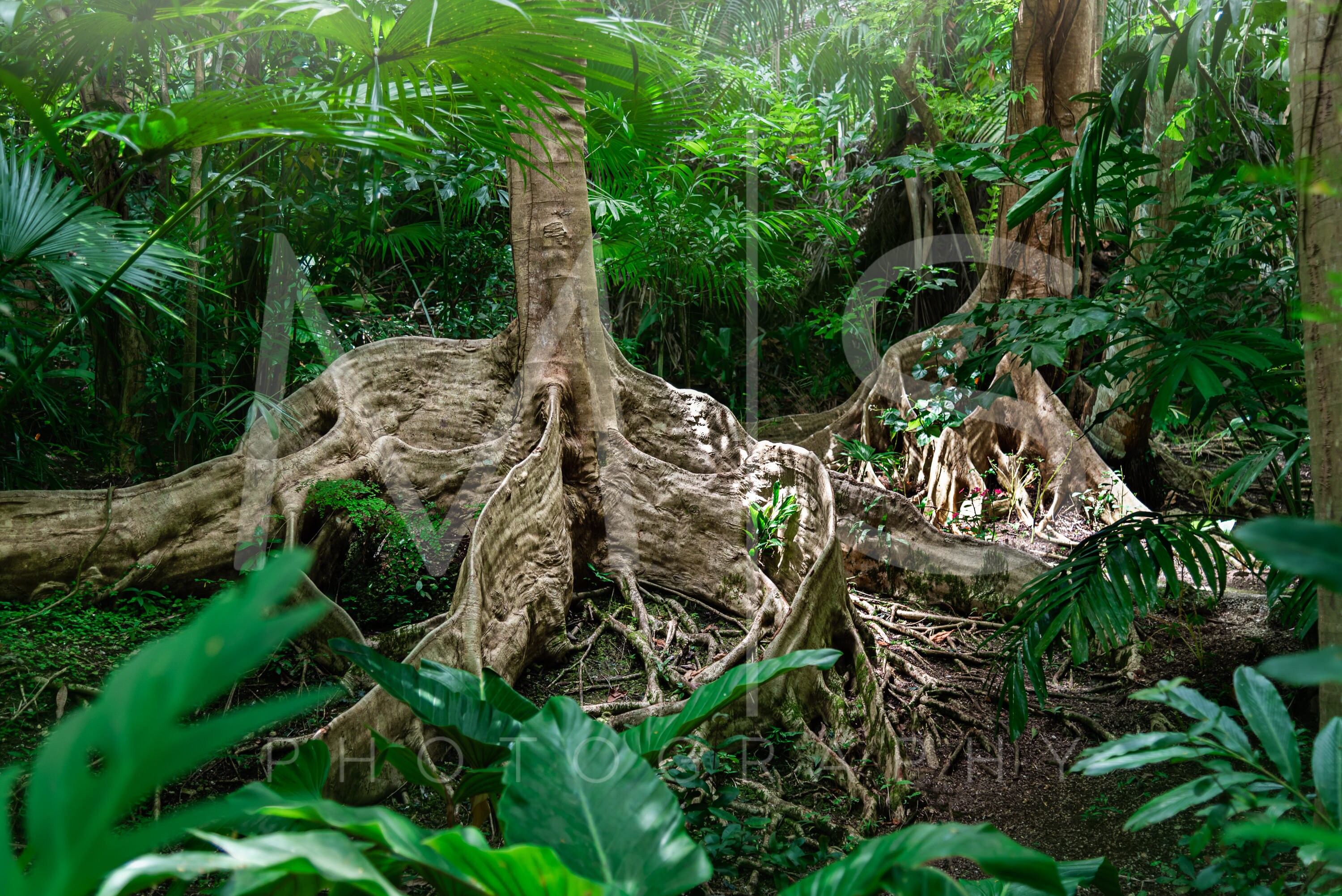 Buttress Roots In The Tropical Rainforest