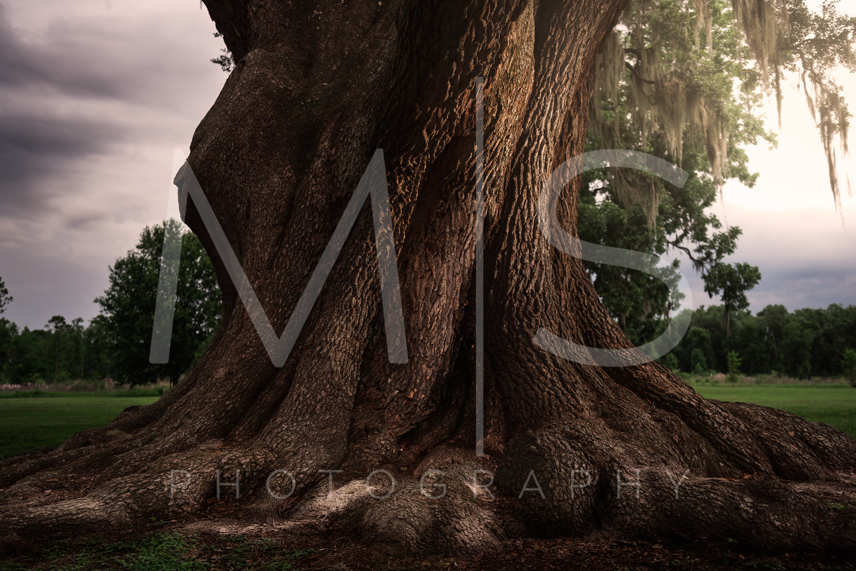 Huge Oak Tree Digital Background/backdrop for Photographer - Etsy