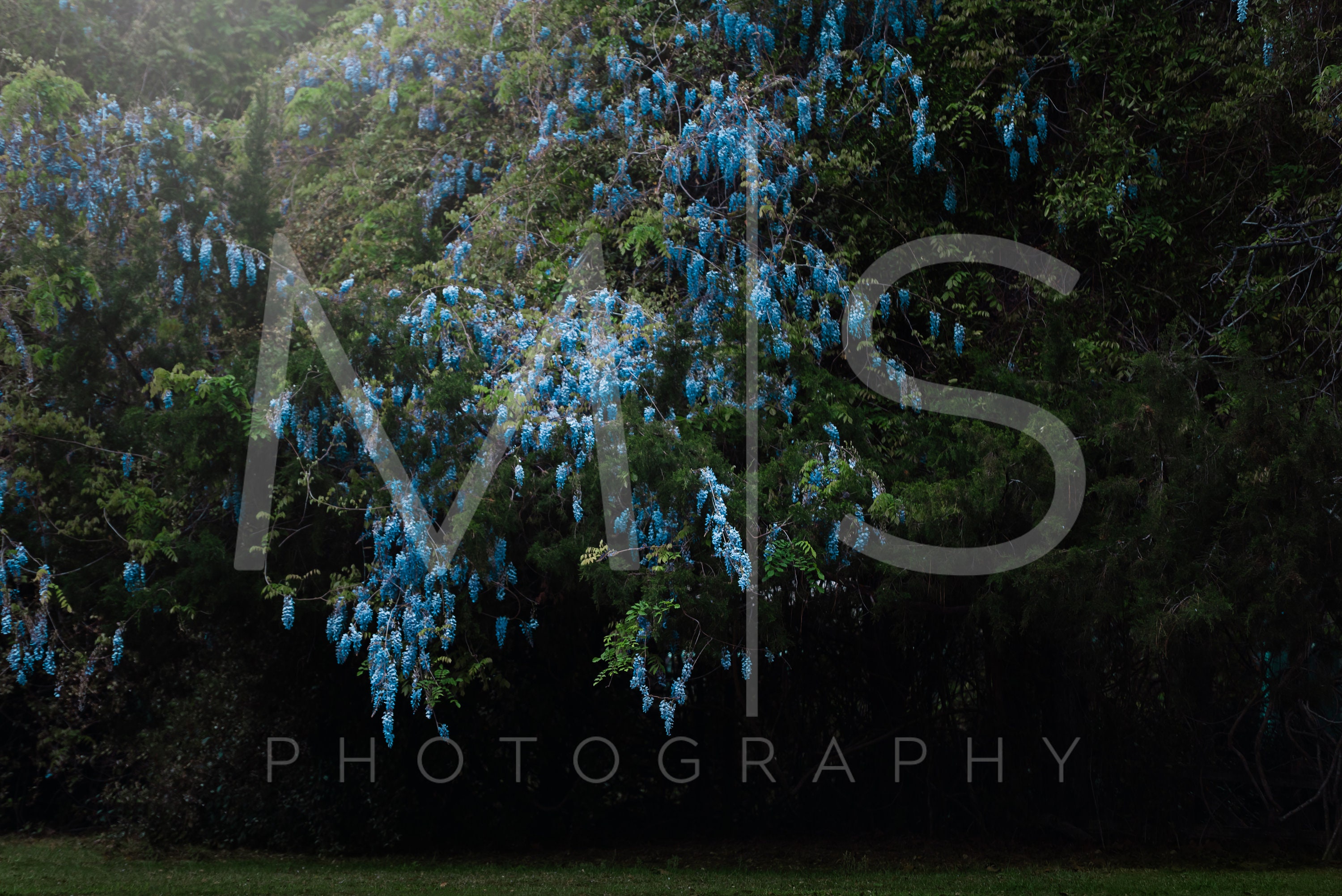 Blue Wisteria Flower Vines Digital Background/backdrop Bundle - Etsy