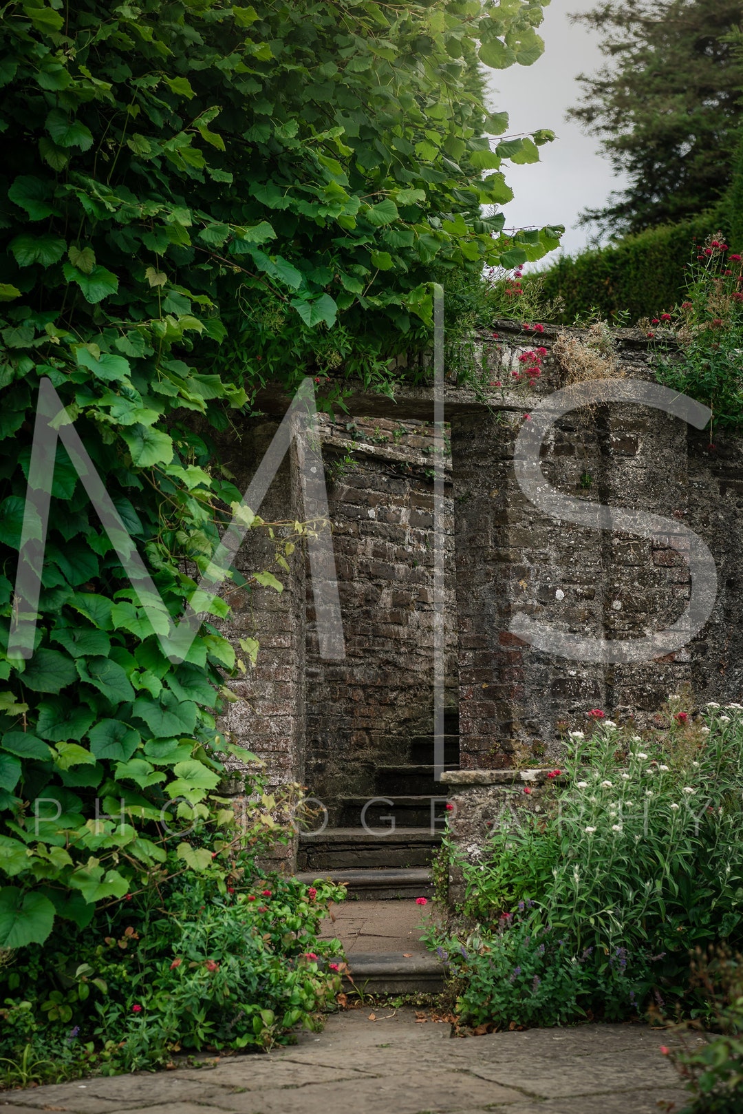 Stair Steps Stone Secret Steps Surrounded Vines Stairs Flowers Digital ...