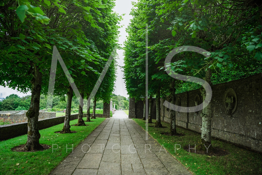 Tree-lined Stone Promenade Digital Background Tree Green Leaves Pathway ...