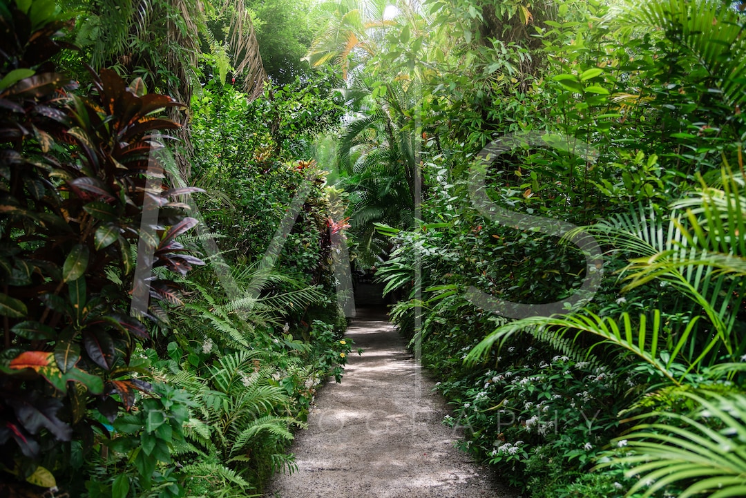 Rainforest Jungle Pathways Digital Background/backdrop Collection for ...