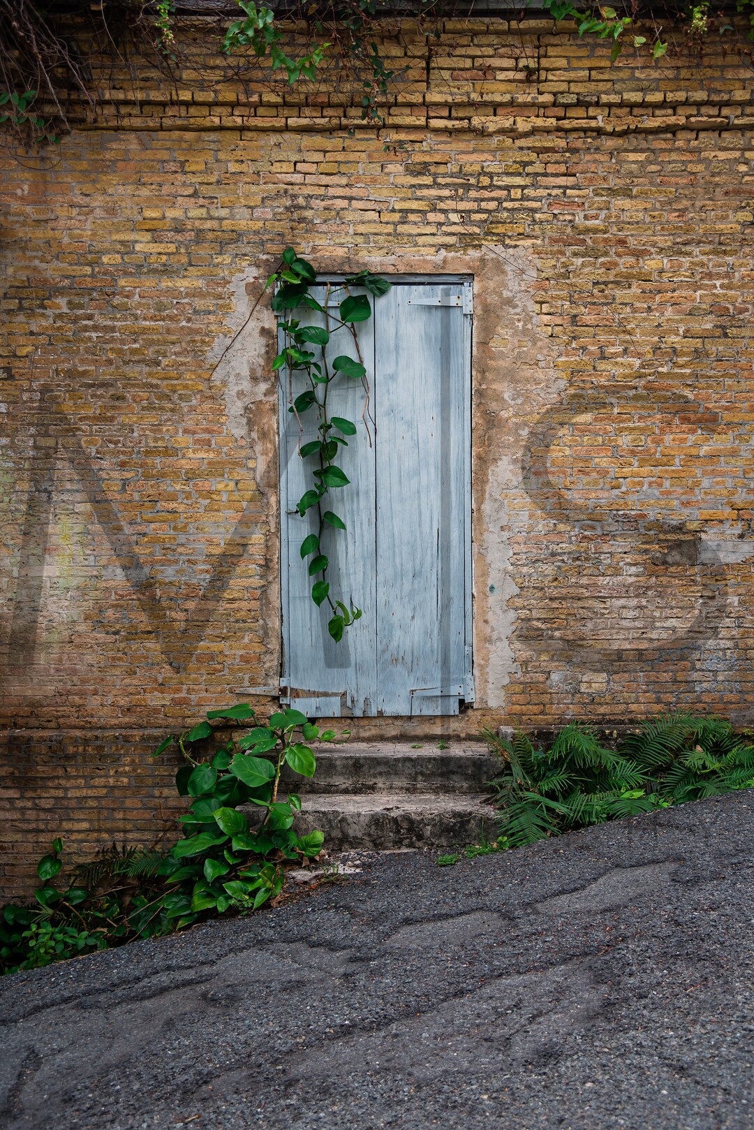 Plants Overgrown Door Digital Background Perfect for Unique Photography ...