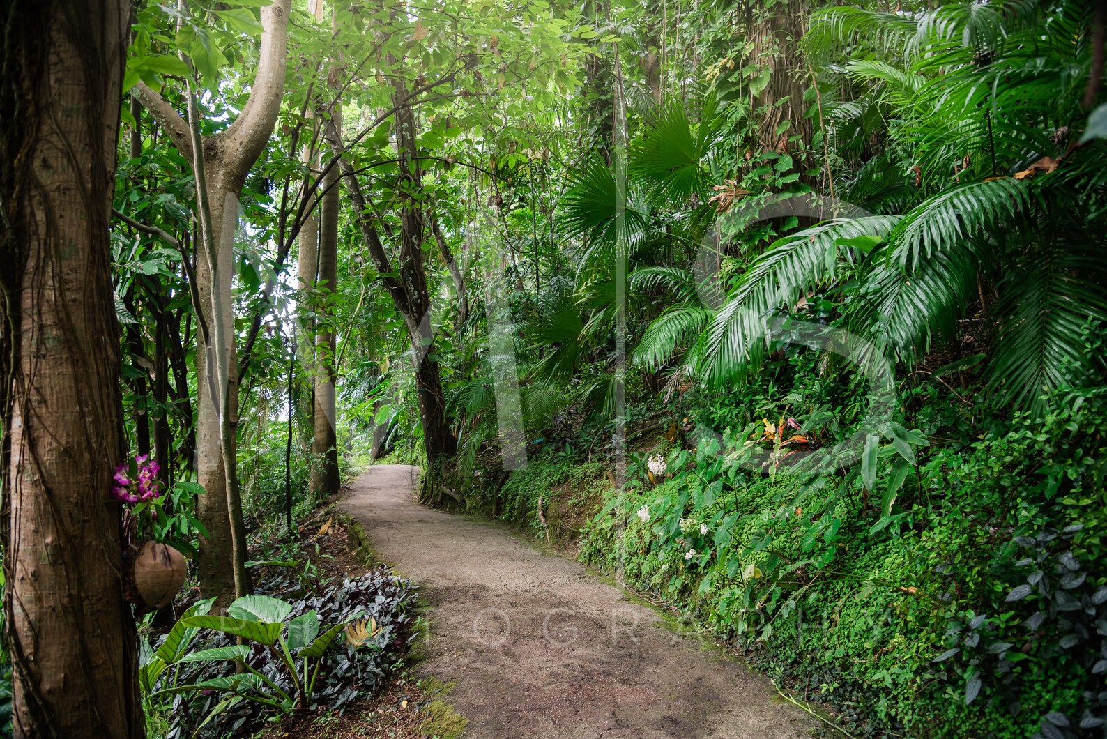 Rainforest Jungle Pathways Digital Background/backdrop - Etsy
