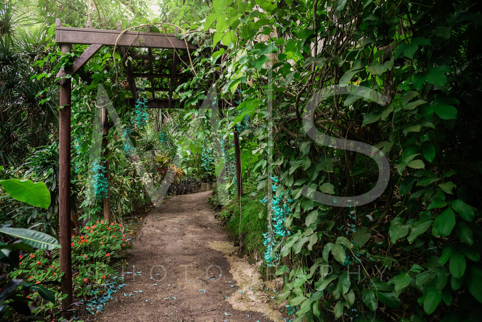 Rainforest Jungle Pathways Digital Background/backdrop - Etsy