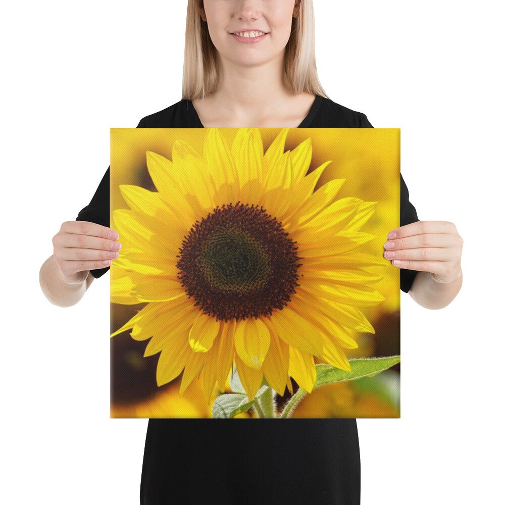 SUNFLOWER CANVAS PHOTOGRAPH Sunflower Field Canvas Wall - Etsy