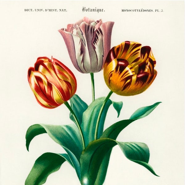 Tulip Print - Etsy