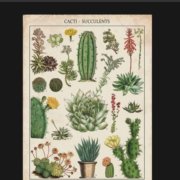 Vintage Cactus - Etsy