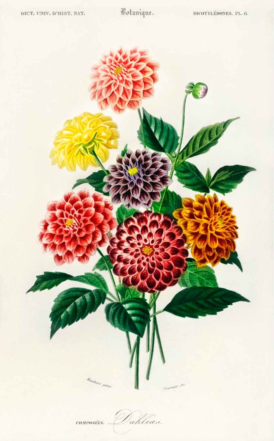 Vintage Dahlia Print, Dahlia Print, Vintage Print, Nature Print, Flower ...