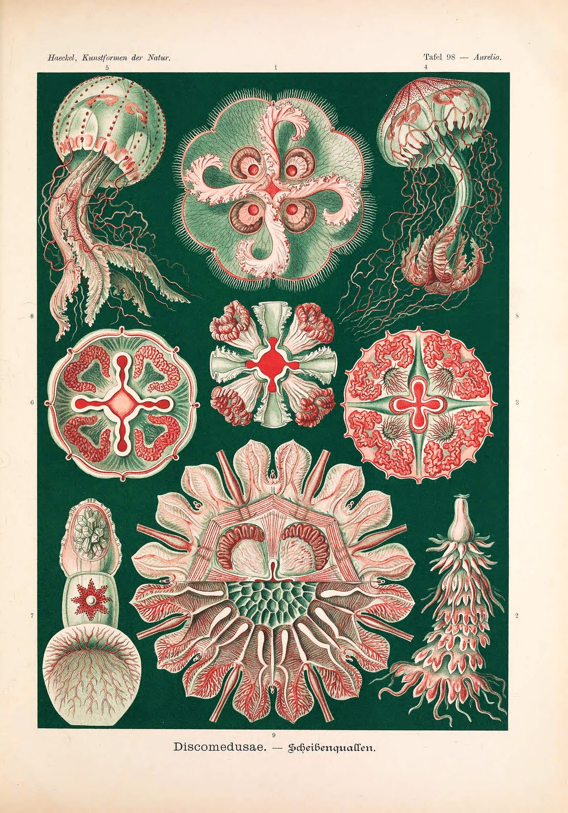Vintage Ernst Haeckel Marine Print, Jellyfish Print, Ernst Haeckel ...