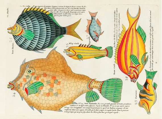 Vintage Fish Print Fish Print Vintage Print Nature Print - Etsy
