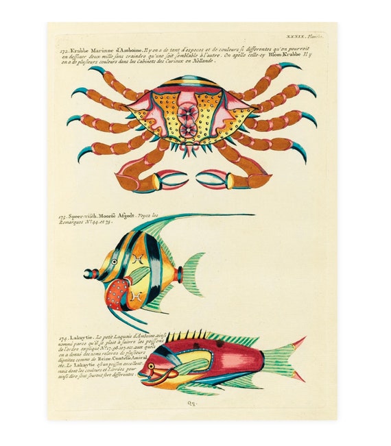 Vintage Fish Print Fish Print Vintage Print Nature Print | Etsy