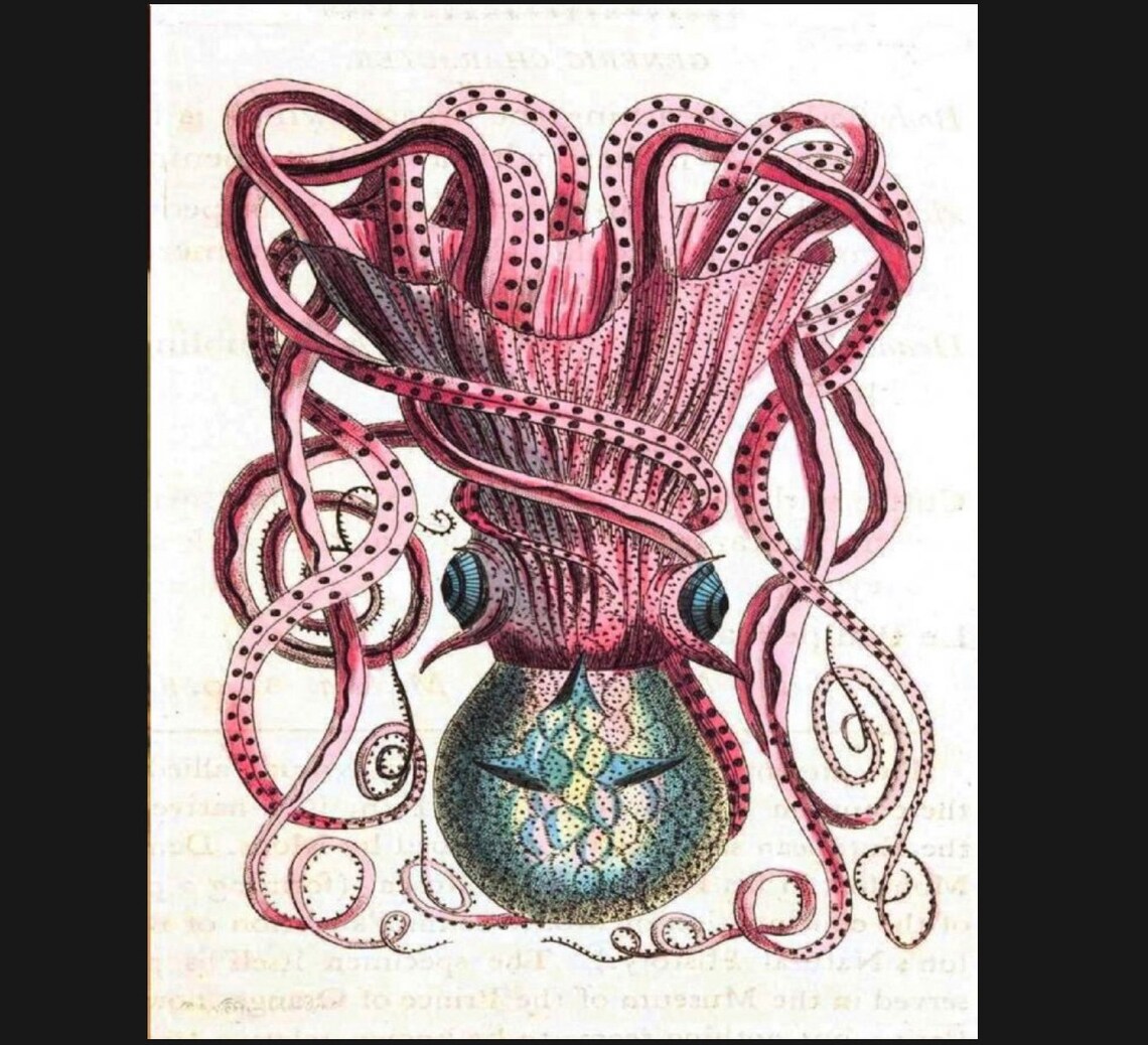 Vintage Octopus Print Marine Print Octopus Print Nature - Etsy UK