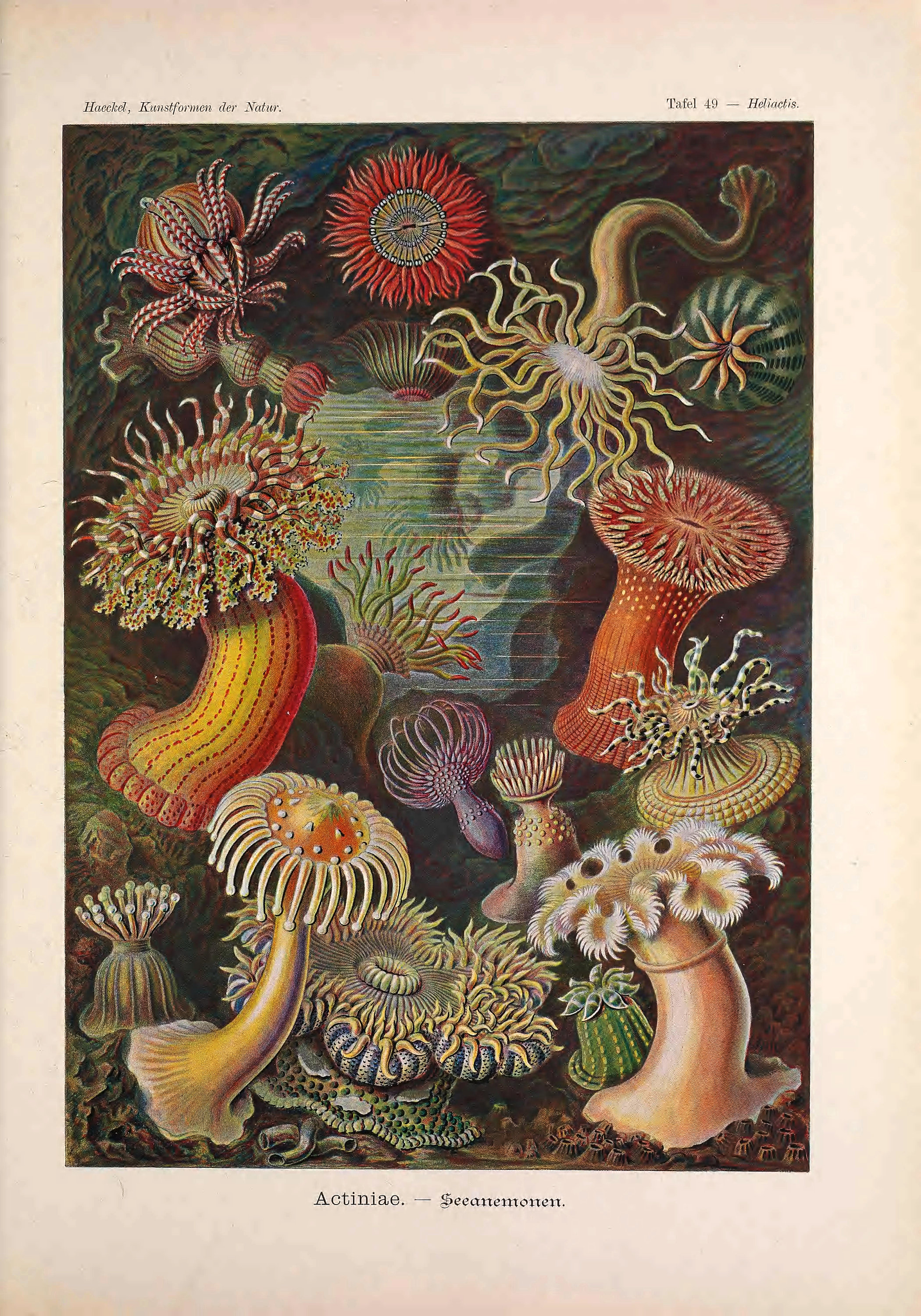 Vintage Ernst Haeckel Marine Print, Marine Print, Ernst Haeckel Print ...