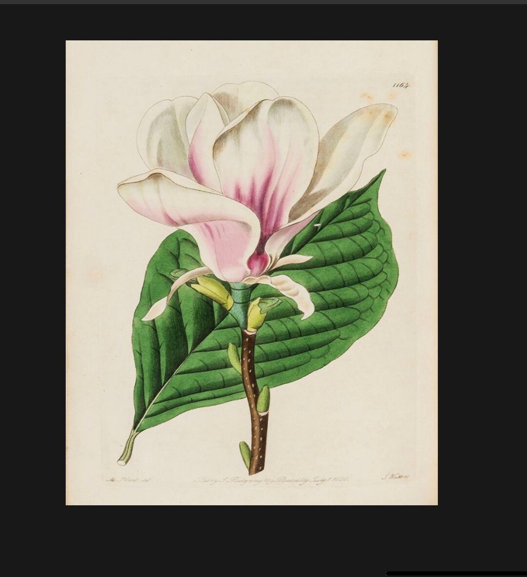 Vintage Magnolia Illustration Sign, Kitchen Sign, Vintage Sign. Retro ...