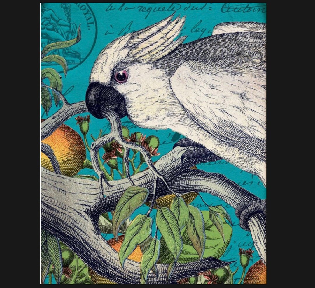 Vintage Cockatoo Sign, Cockatoo Sign. Retro Wall Sign, Wall Art, Retro ...