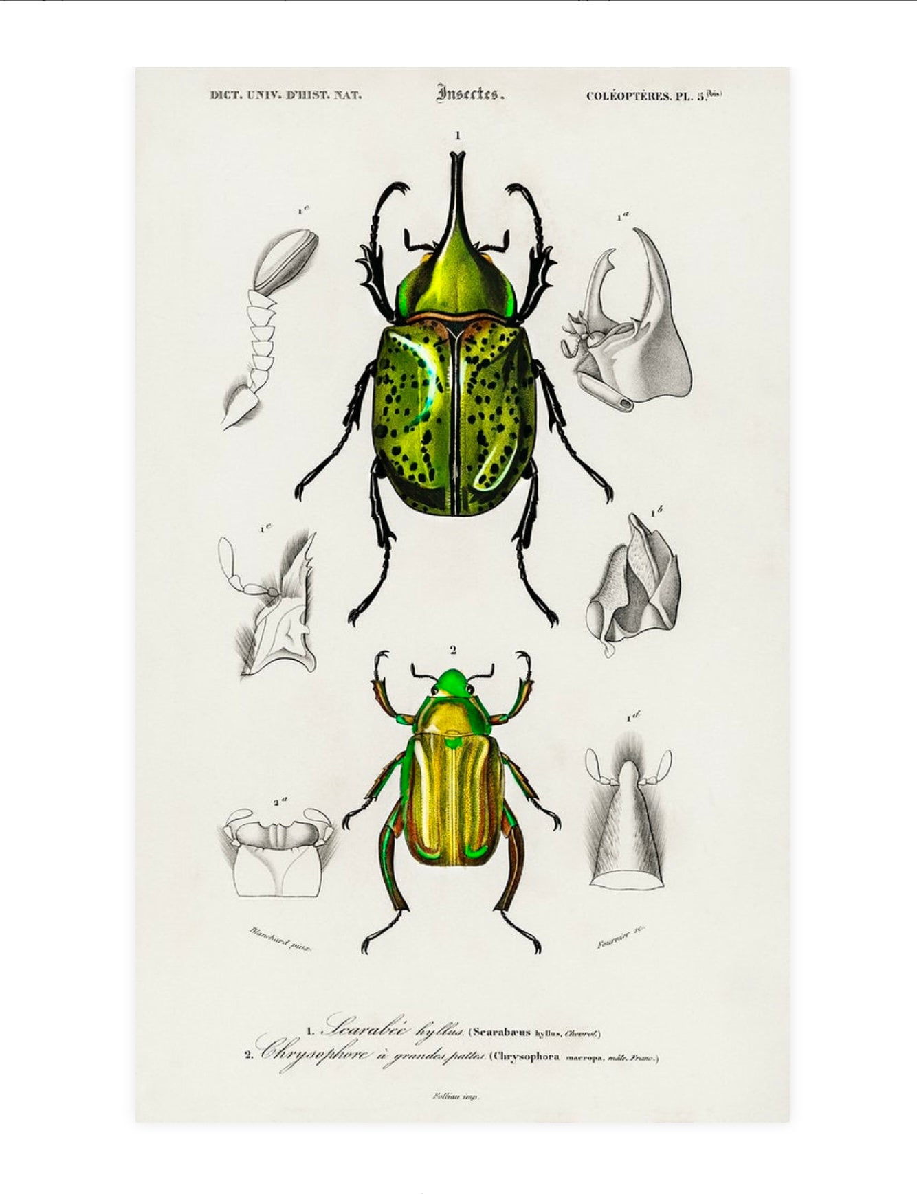 Vintage Beetle Print Beetle Print Vintage Print Insect | Etsy
