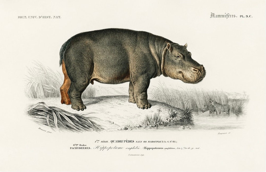 Vintage Hippo Print, Bear Print, Vintage Print, Nature Print - Etsy UK