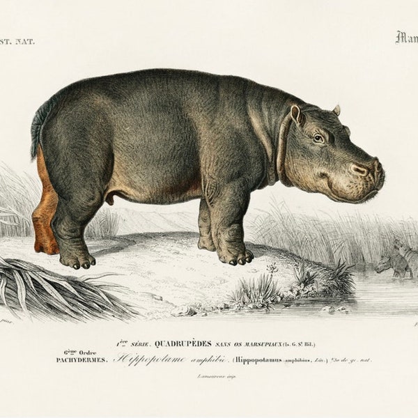 Vintage Hippo - Etsy UK