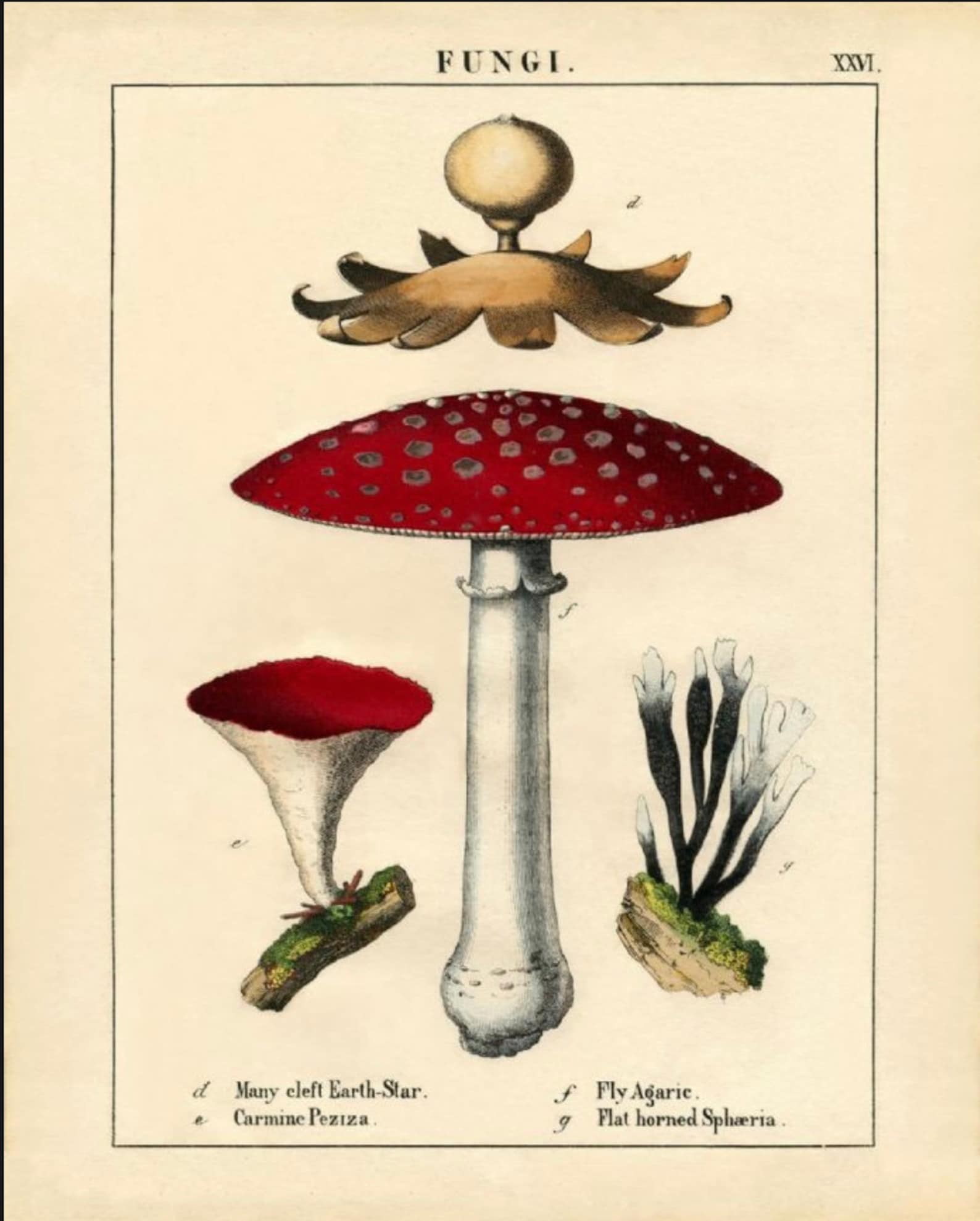 Vintage Mushroom Print Mushrooms Print Vintage Print Nature - Etsy UK