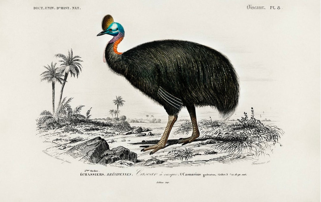 Vintage Cassowary Print, Cassowary Print, Vintage Print, Nature Print ...
