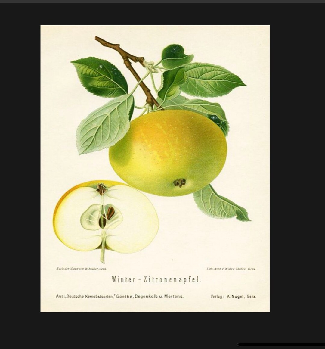 Vintage Botanicals Apple Illustration Sign, Kitchen Sign, Vintage Sign ...