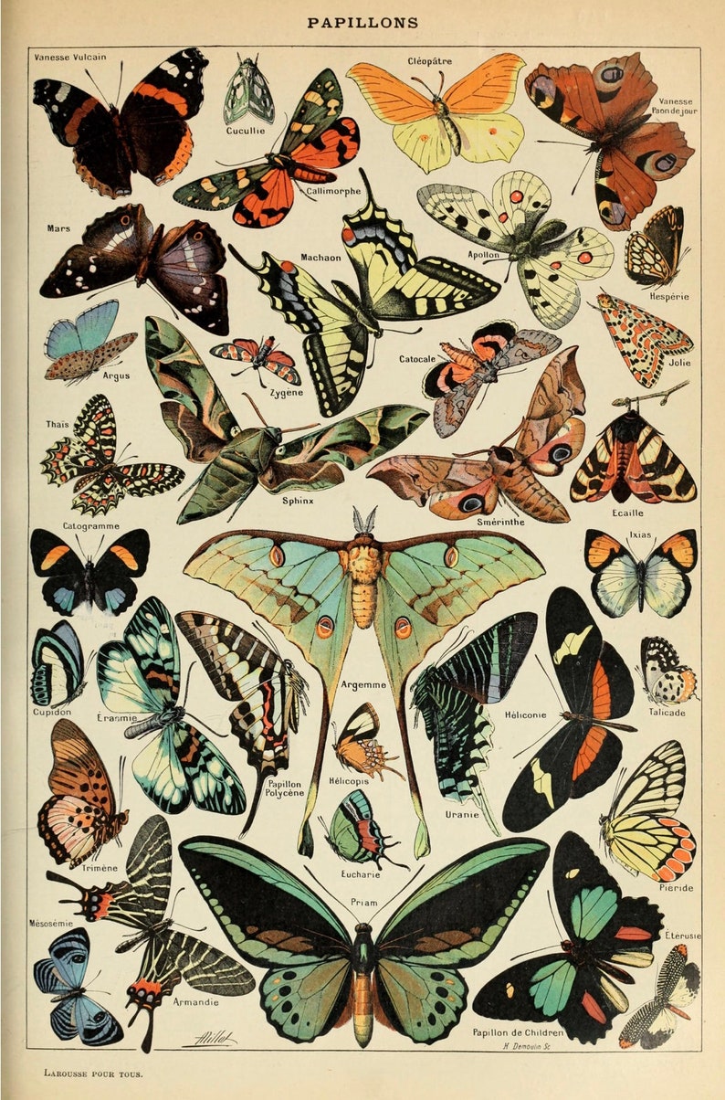 Vintage Butterfly Chart Print Butterfly Print Vintage Print - Etsy