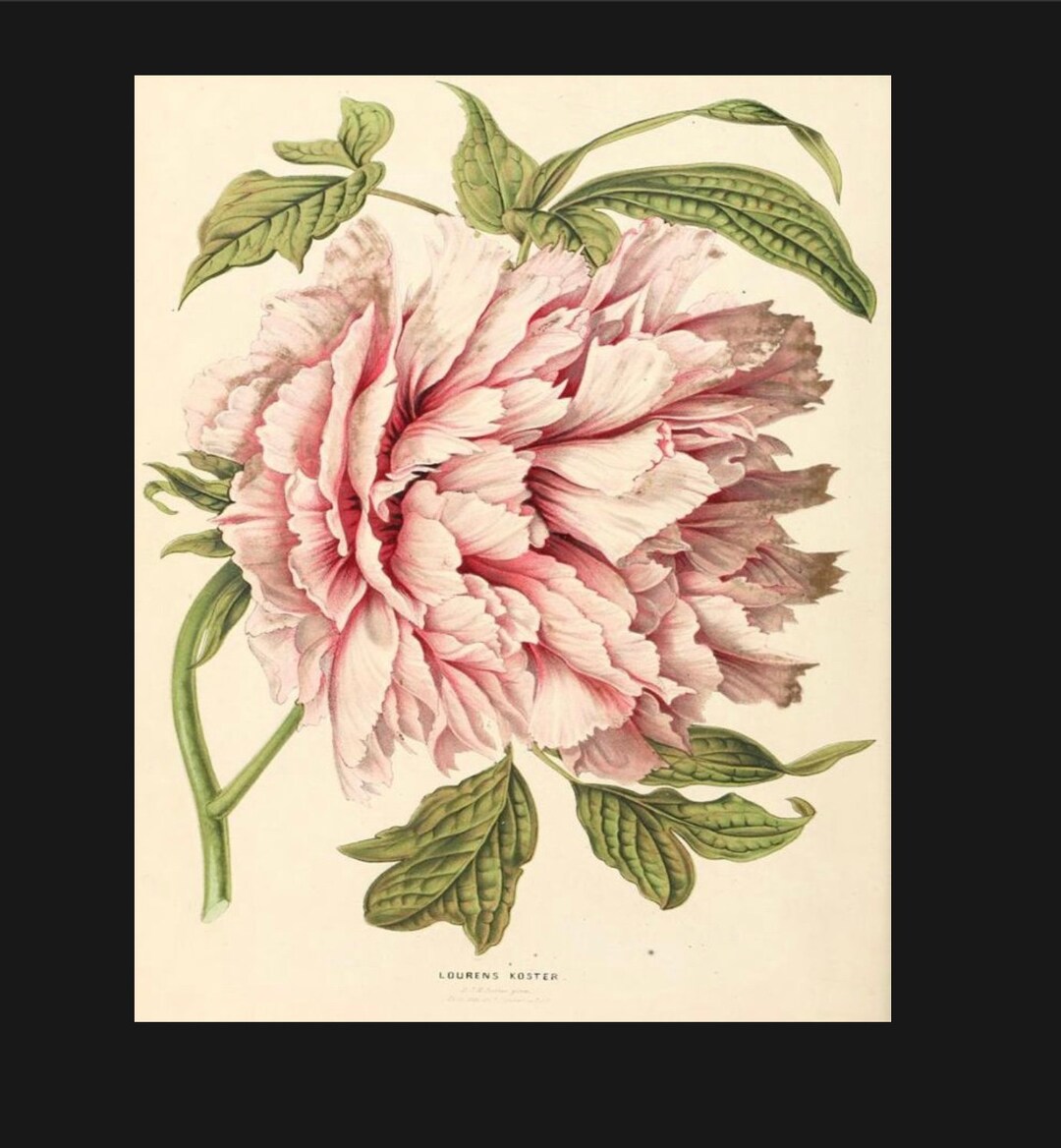 Vintage Peony Illustration Sign, Kitchen Sign, Vintage Sign. Retro Wall ...