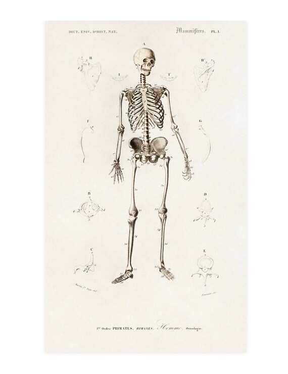 Vintage Human Skeleton Print Anatomy Print Vintage Print | Etsy