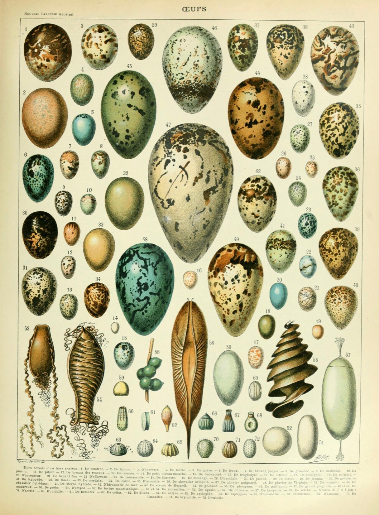 Vintage Egg Chart Print, Egg Print, Vintage Print, Nature Print - Etsy